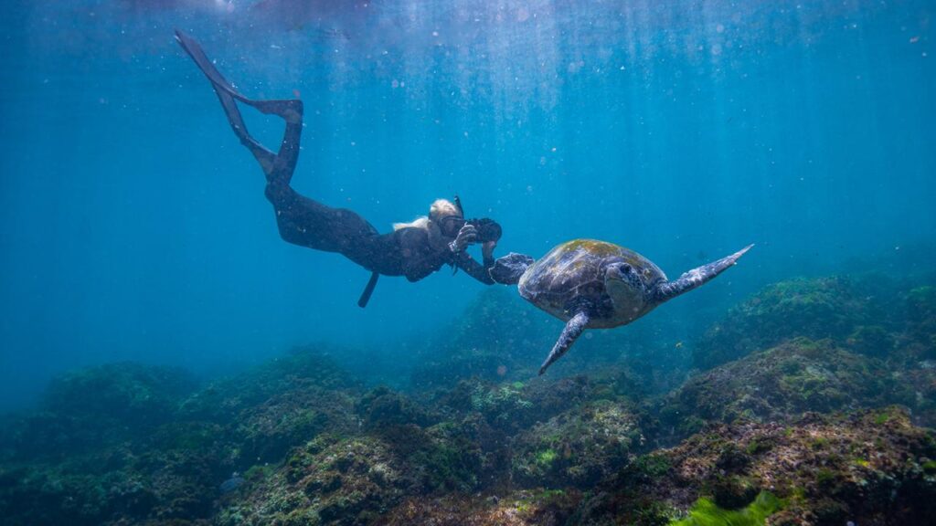 Swim with Turtles Gold Coast - Australian Day Tours